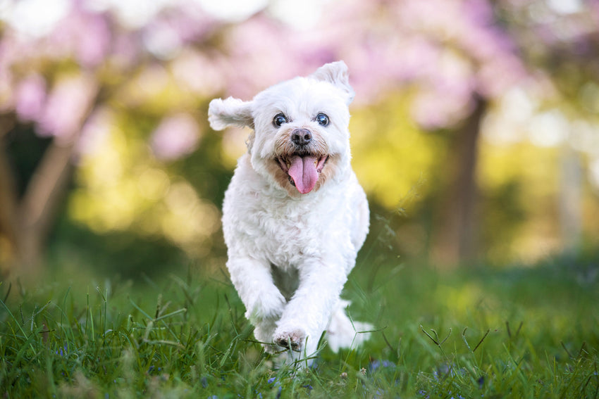 Fetchin’ your order now! – Bella and Us
